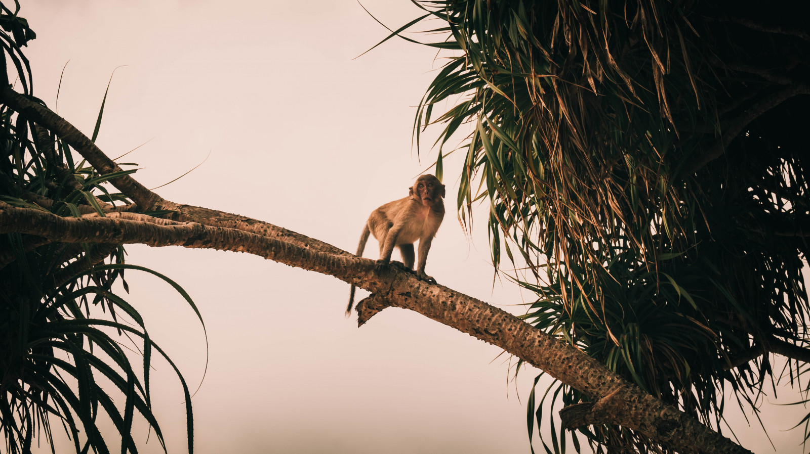 Wallpaper : monkey, palm trees, apes, animals, plants, branch 5456x3064 ...