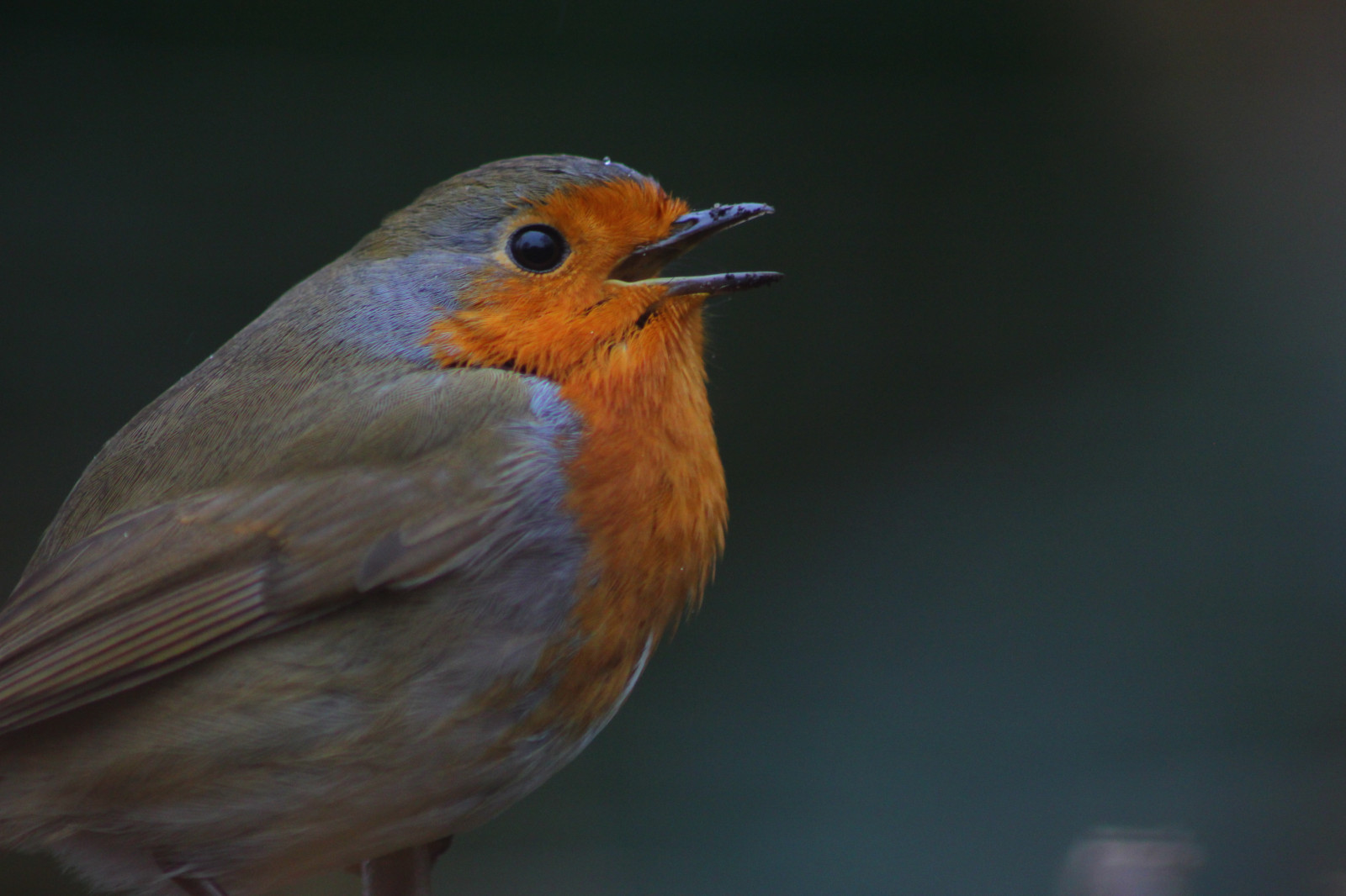 Wallpaper : european robin, beak, fauna, wildlife, old world flycatcher ...