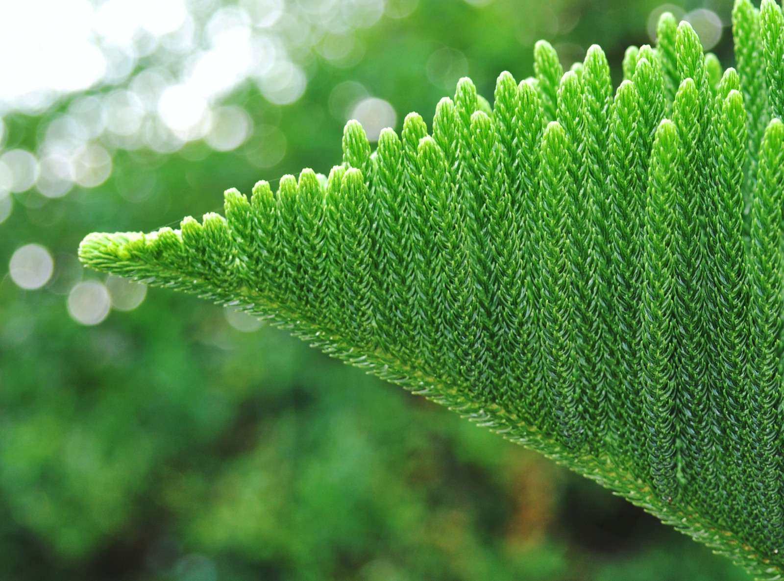 Wallpaper : hijau, Daun-daun, taman, Flora, Nikon, semua, bokeh, DSLR ...