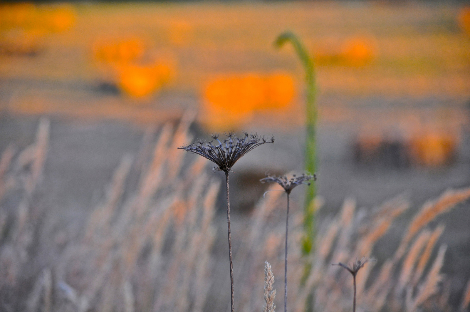 Tapety : světlo, letní, bokeh 4288x2848 - - 1104527 - Tapety - WallHere