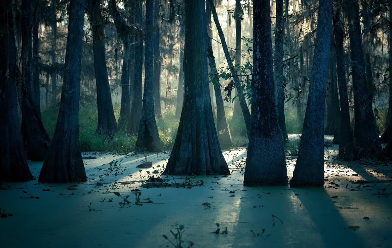 Wallpaper : nature, trees, plants, water, outdoors, swamp 1999x1266 ...