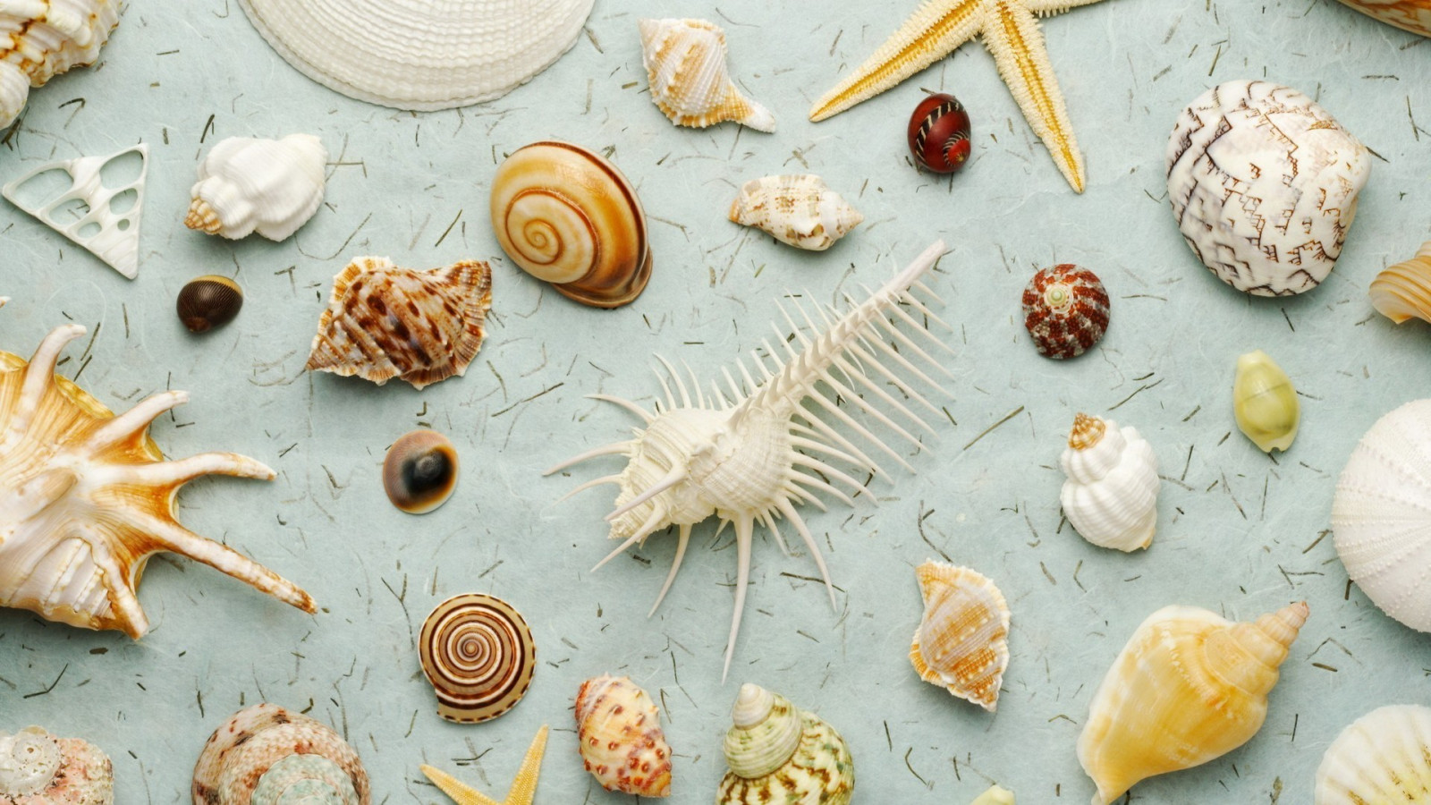 Wallpaper : seashells, dessert, seashell, baking, icing, dish, produce ...