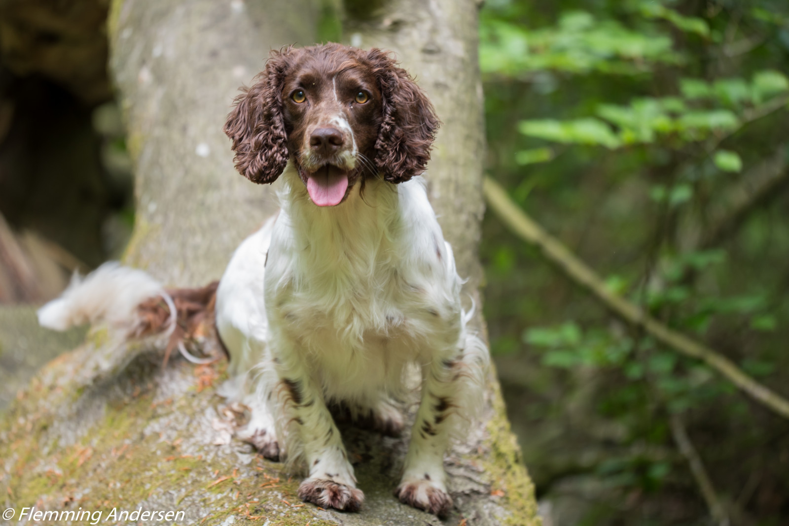 Wallpaper : wood, dogs, animal, Denmark, spring, hund, dk ...