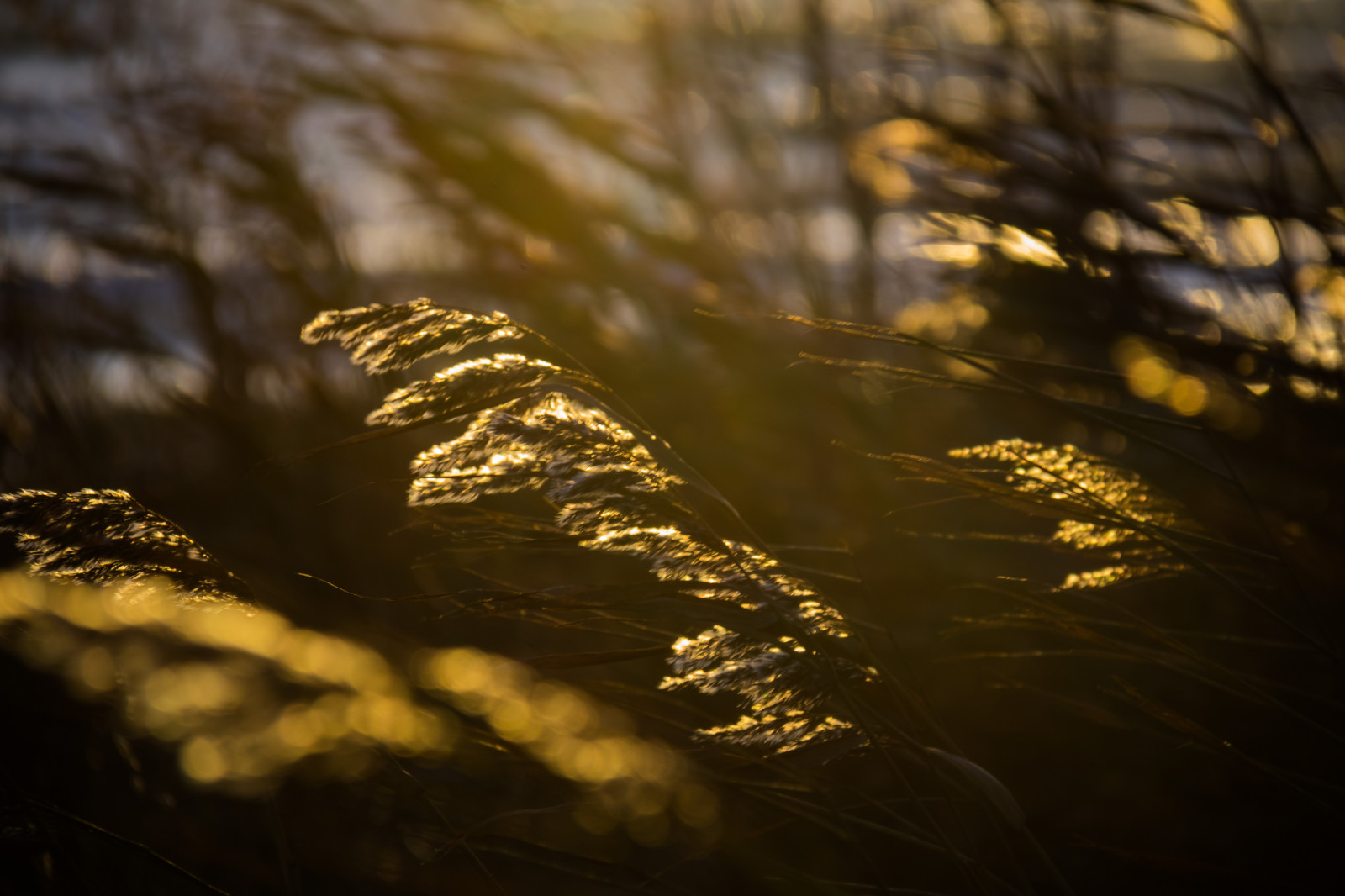 Imagini de fundal : lumina soarelui, pădure, apus de soare, noapte, apă ...