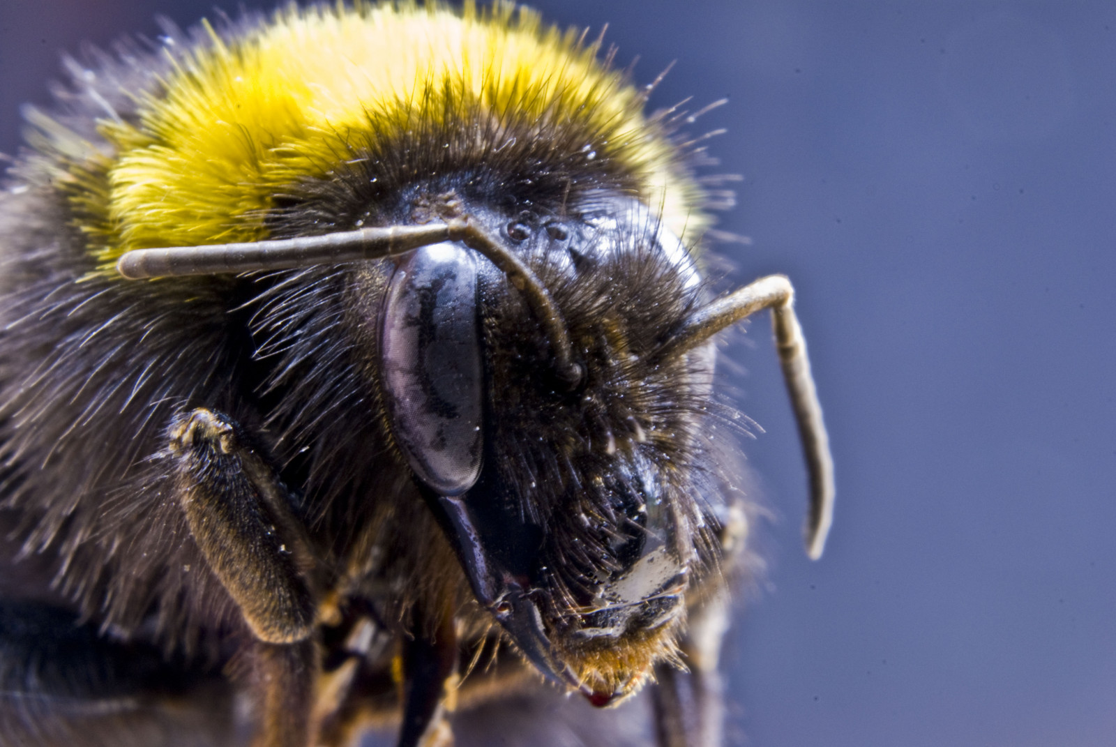 Wallpaper : macro, nature, closeup, insect, Fly, wildlife, Bee ...