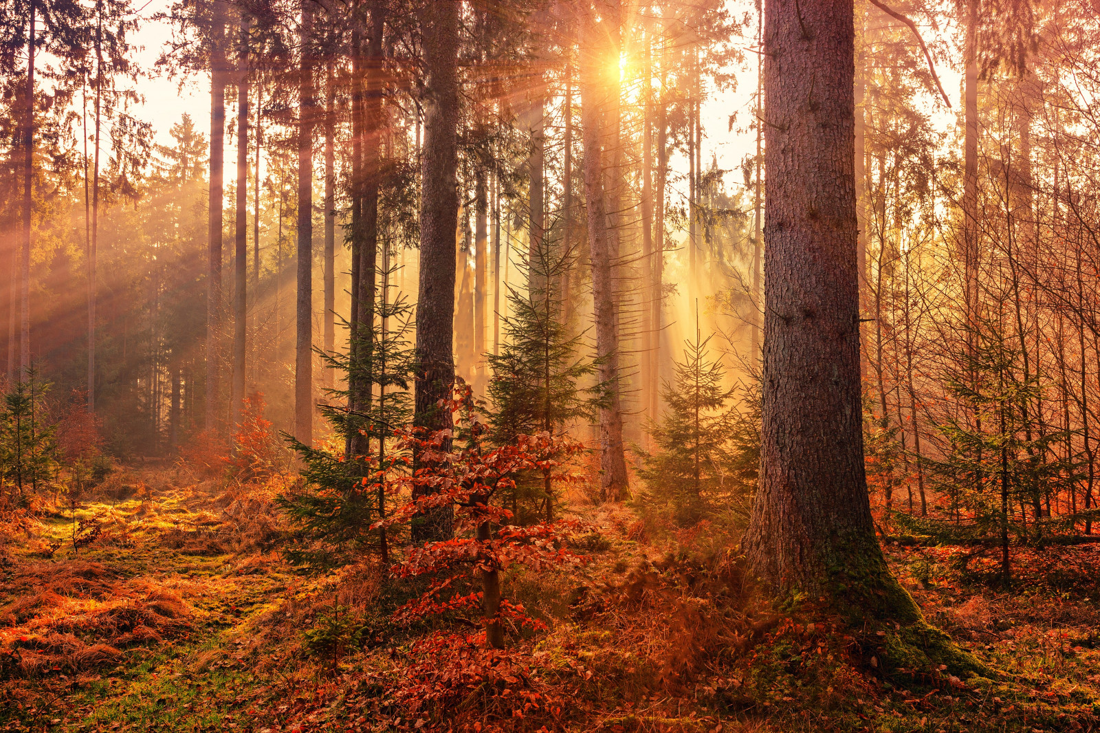 Wallpaper : trees, forest, nature, fall, sunrise 4368x2912 ...