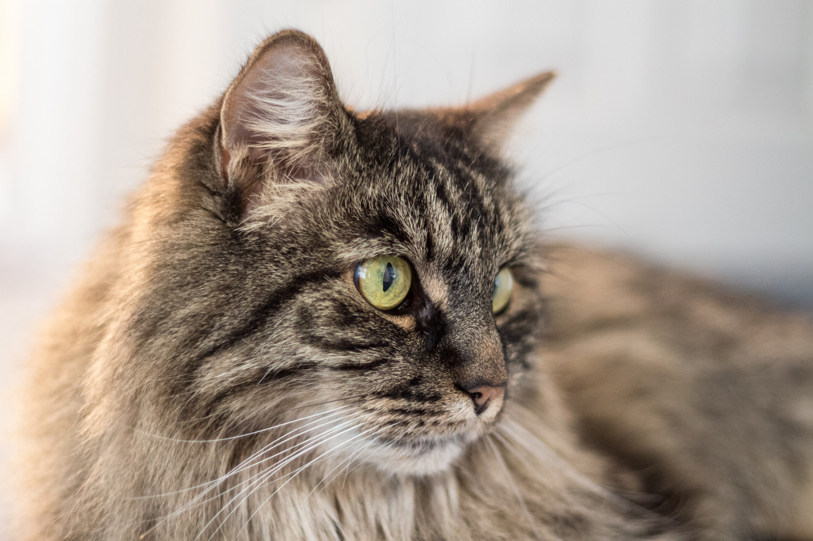 Wallpaper : cat, Canon, 50mm, eyes, feline, M, missy, ef, adapted, jdc ...