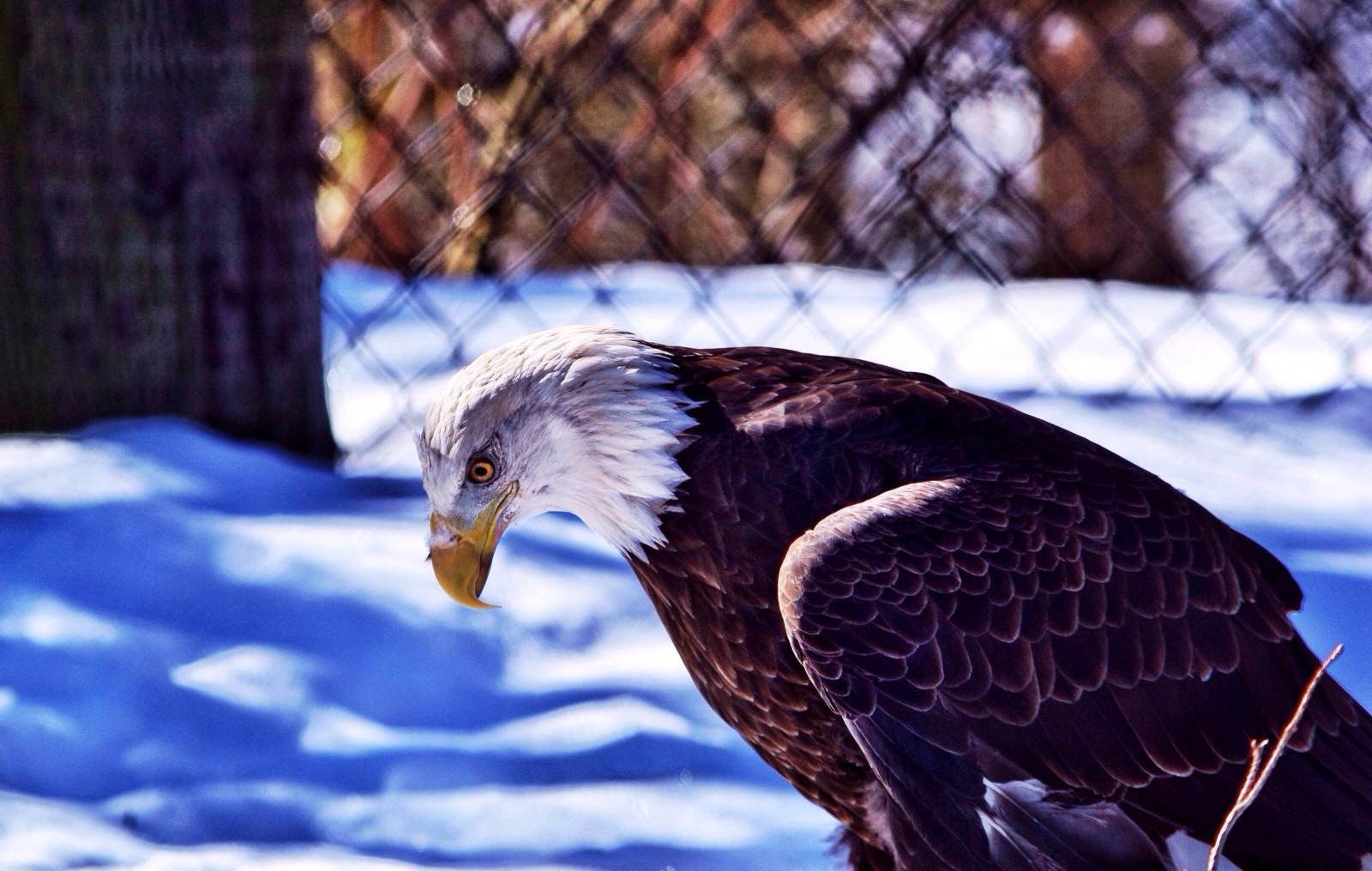 Bakgrundsbilder : fågel, rovfågel, Örn, näbb, fauna, hökfåglar, vilda ...