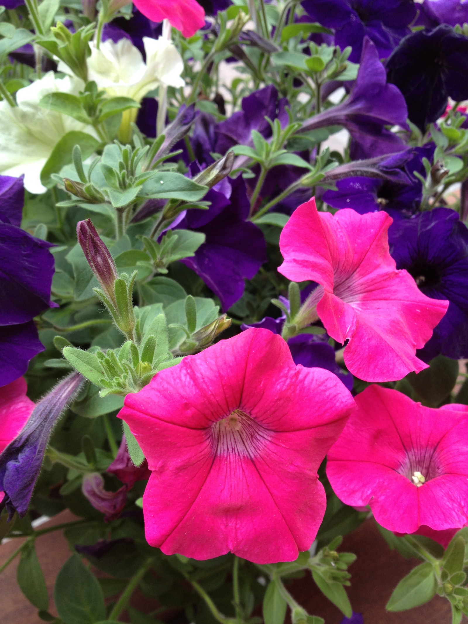 Imagini de fundal : floră, petală, plante teren, plante cu flori ...