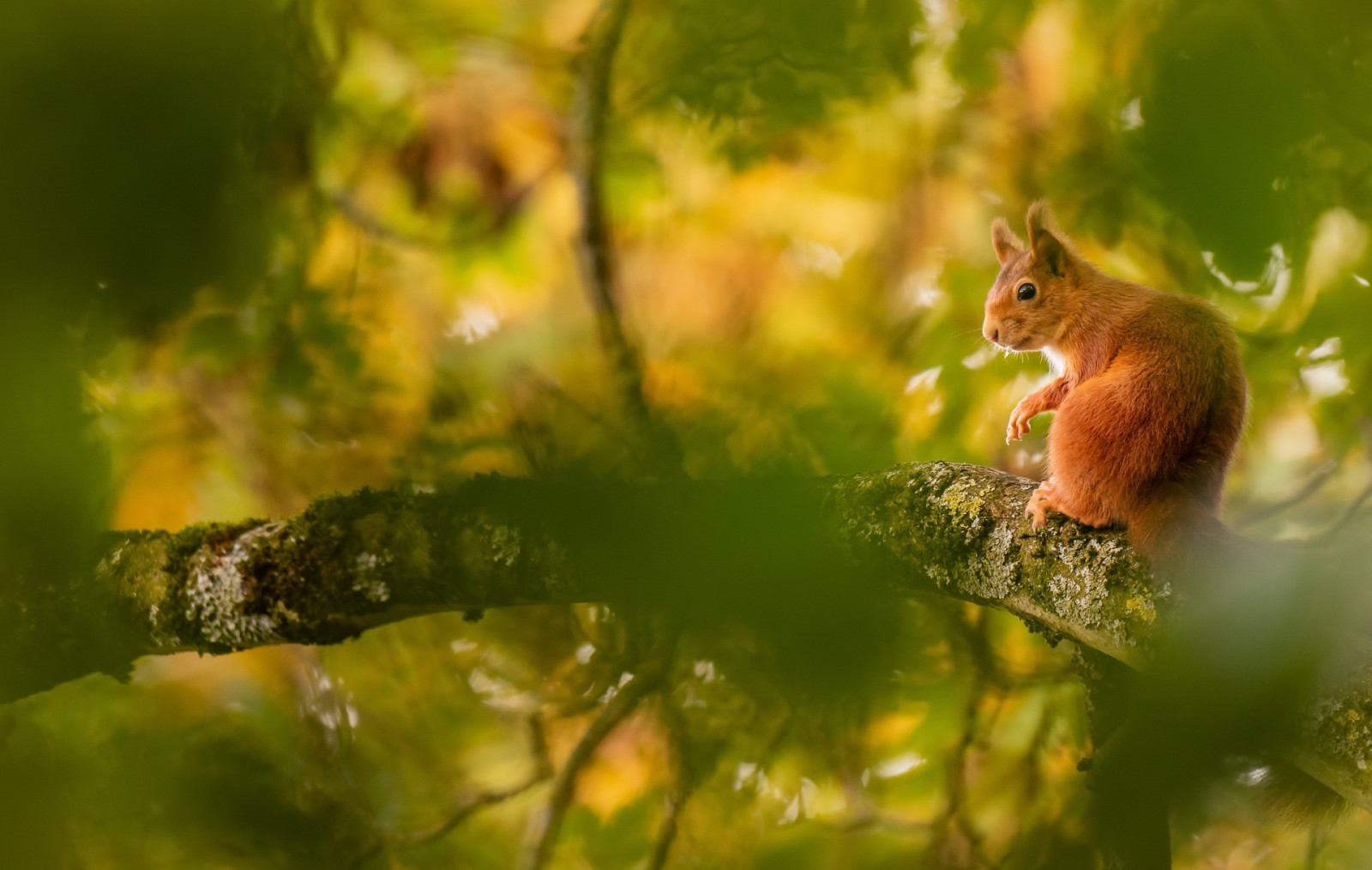 Wallpaper : nature, plants, squirrel, animals, mammals 1920x1217 ...