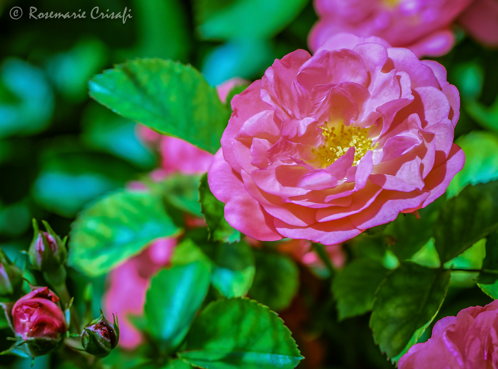 Wallpaper : roseflower, floral, flora, petals, pink ...