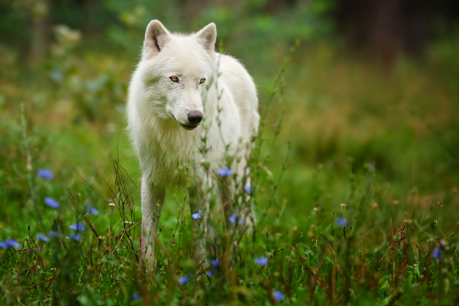 Bakgrundsbilder : arktisk wolf, rovdjur, Varg 2048x1365 - wallpaperUp ...