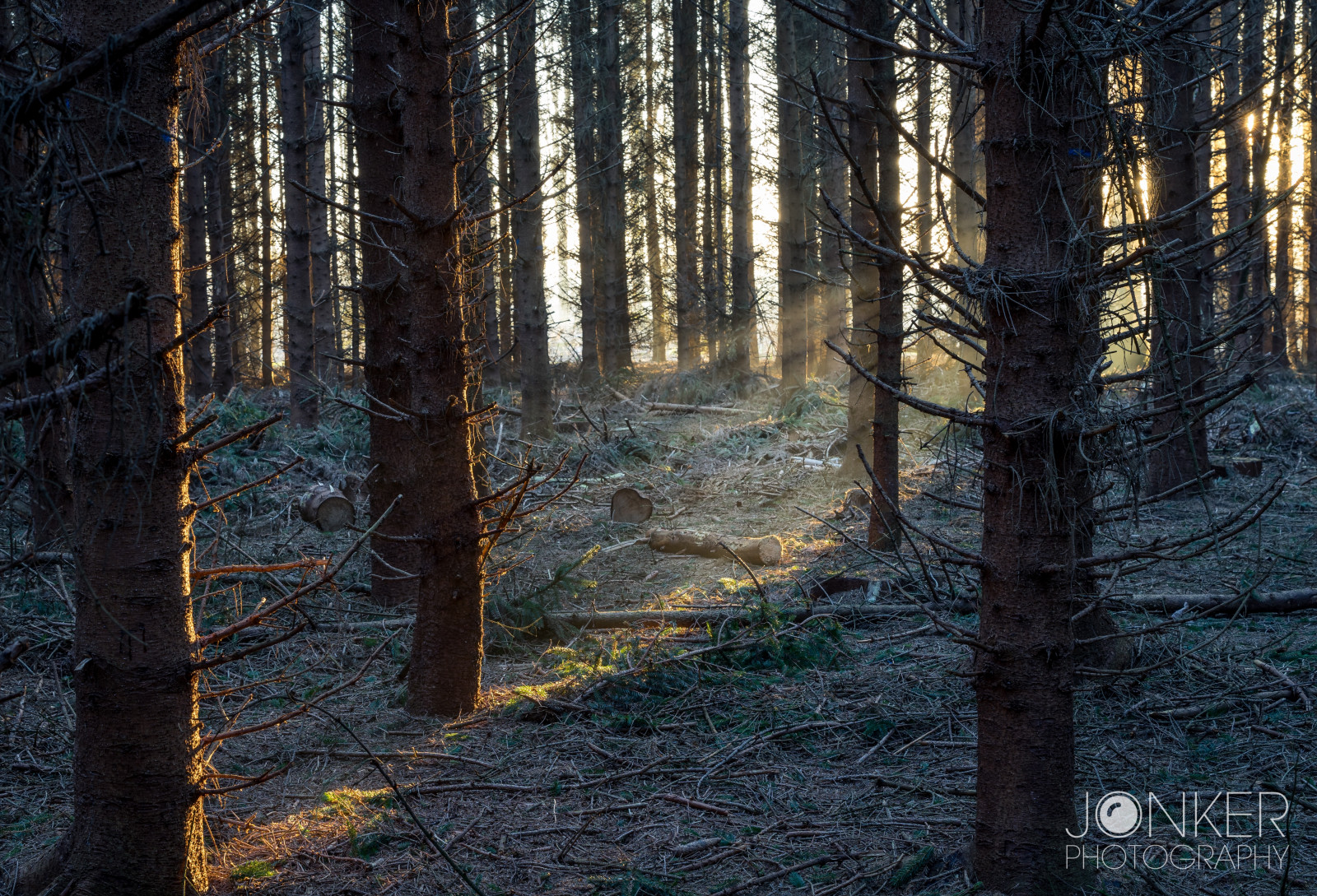 Tapety : ngc, naturephotography, Sony, les, stromy, strom, naturelovers ...