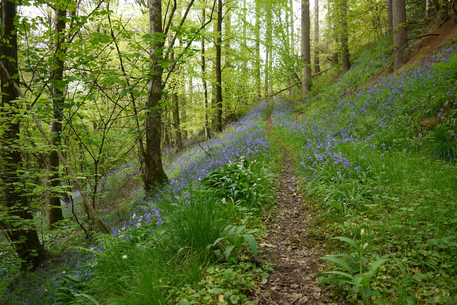 Wallpaper : trees, green, bluebells, woodland, countryside, spring ...