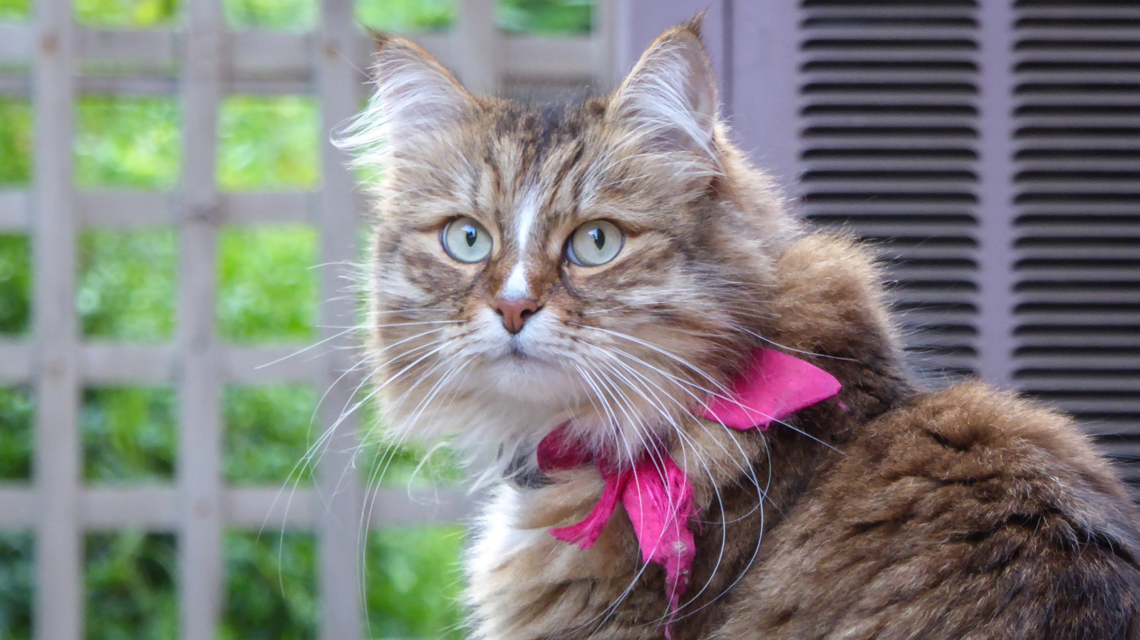 Bakrunner : rosa, brun, grønn, gul, katt, nese, LUMIX, øyne, lilla ...