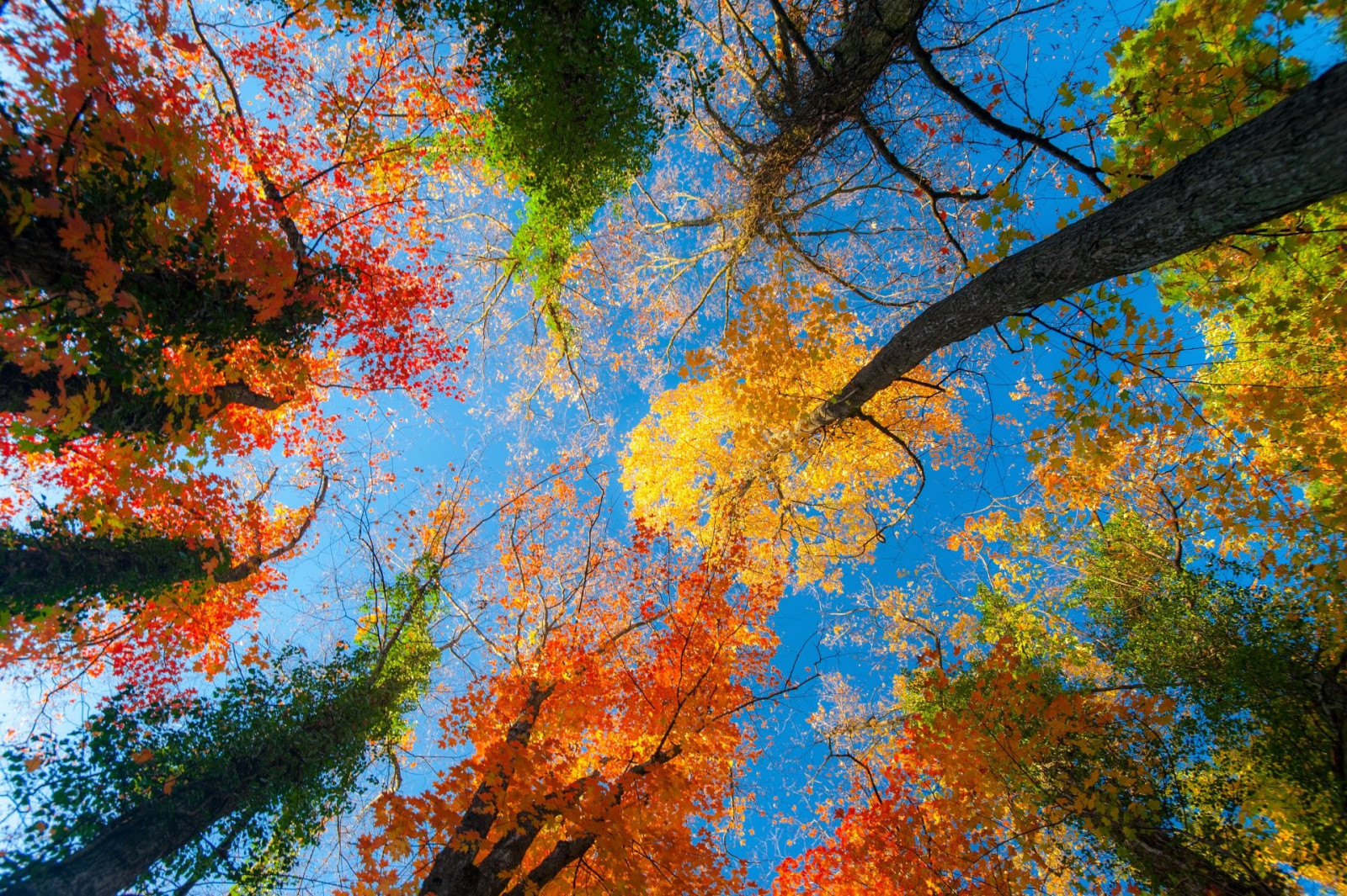 Wallpaper : fall, trees 1920x1278 - ettie03 - 987287 - HD Wallpapers ...