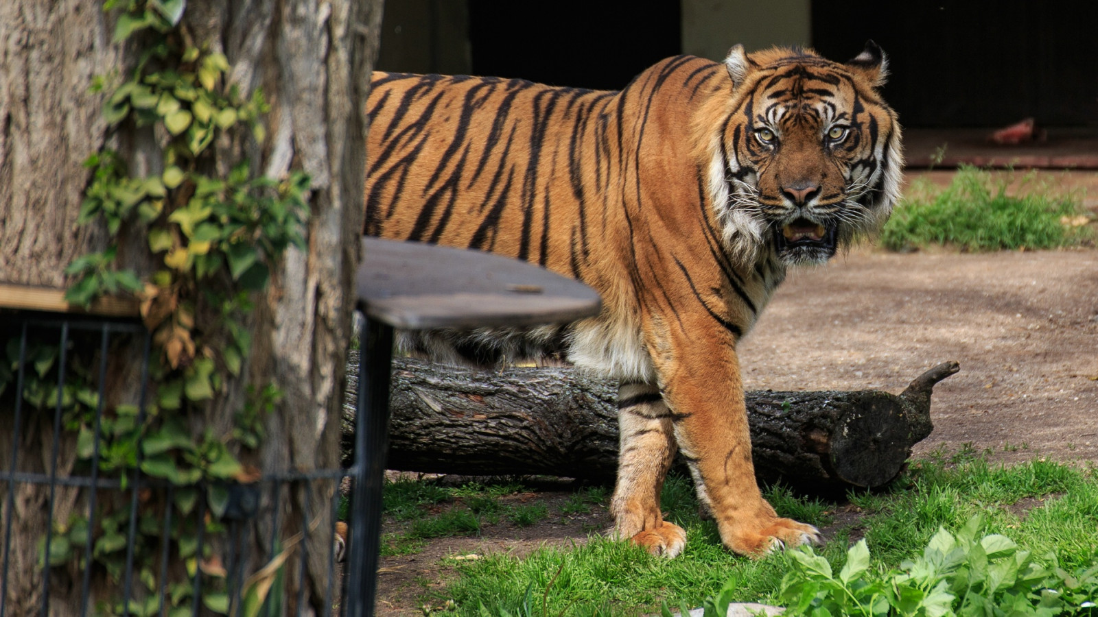 Wallpaper : grass, tiger, wildlife, big cats, Zoo, whiskers, fauna, cat ...