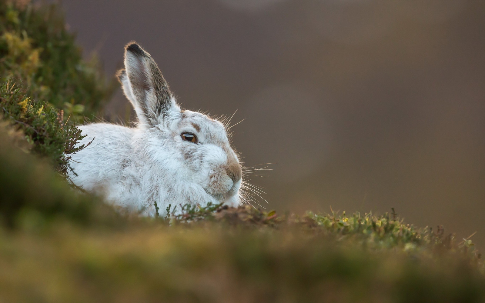 Bakgrundsbilder : natur, gräs, vilda djur och växter, polisonger ...