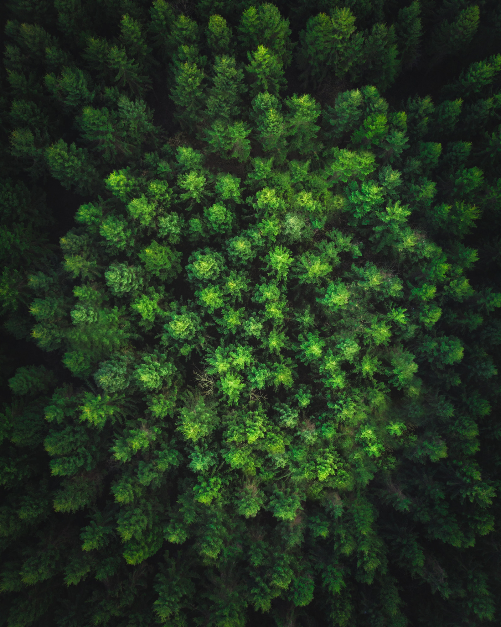 Wallpaper : trees, forest, top view, green 3032x3790 - wallup - 1275873 ...