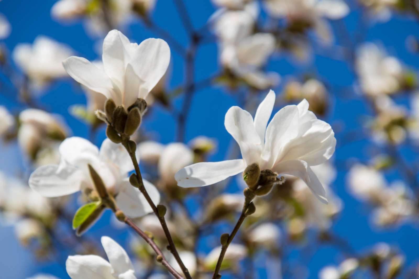 배경 화면 분기 봄 목련 플로라 Ystad 꽃잎 블룸 야생화 생기게 하다 식물학 육상 식물 꽃 피는 식물 관목 매크로 사진 6000x4000