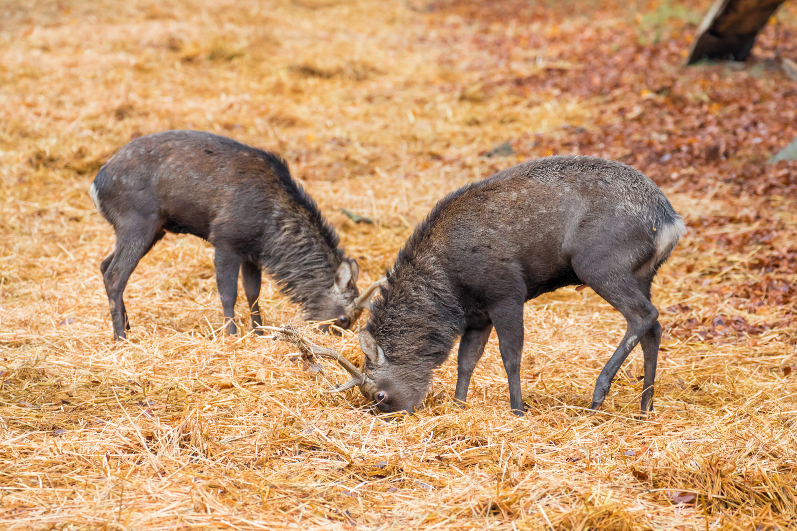 Wallpaper : forest, deer, park, wildlife, Denmark, autumn, woods ...