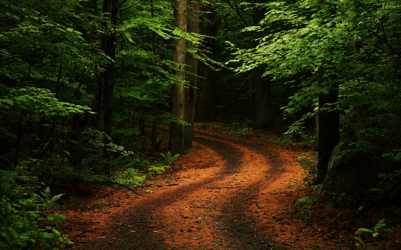 Tapety : 2560x1600 px, les, Příroda, stromy 2560x1600 - - 1088039 ...