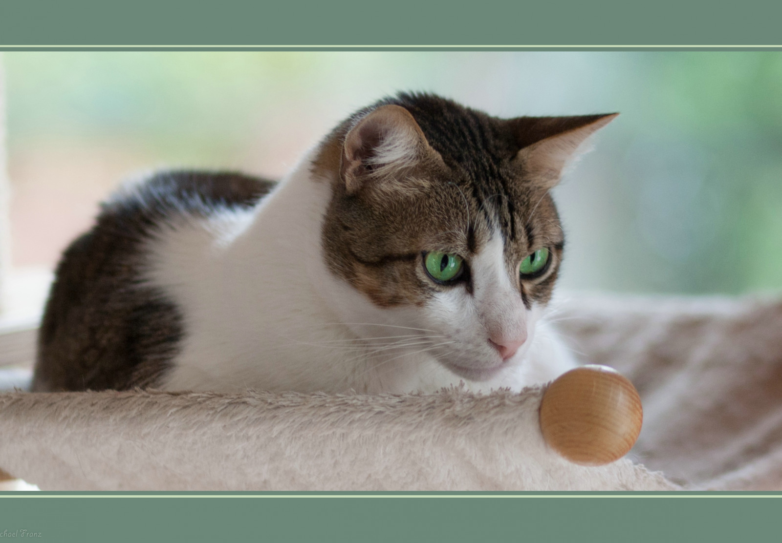 Obrázky na plochu : biely, tiger, fúzy, roztomilý, očné, mača, fauna ...