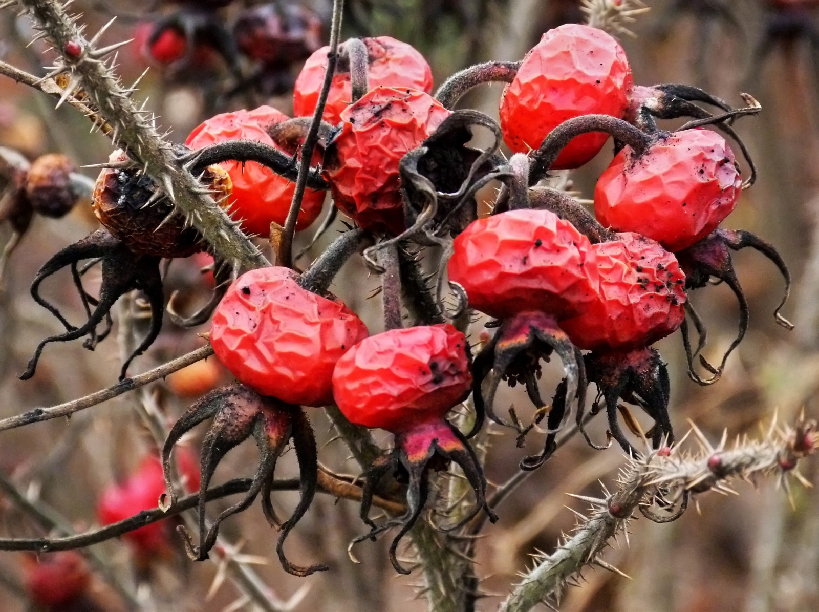 Wallpaper : branch, fruit, blossom, spring, hips, tree, flower, berry ...
