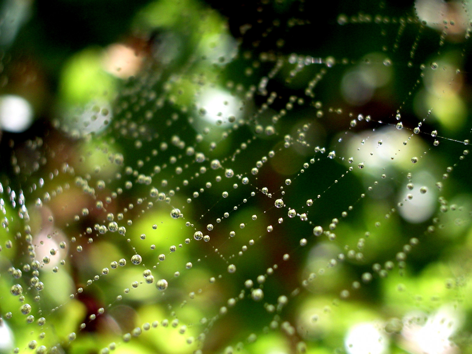 Wallpaper : morning, macro, green, garden, spider, october, web ...