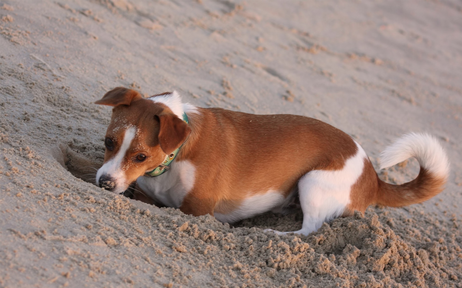 Wallpaper : dog, sand, digging, hole, playful 1920x1200 - 4kWallpaper ...