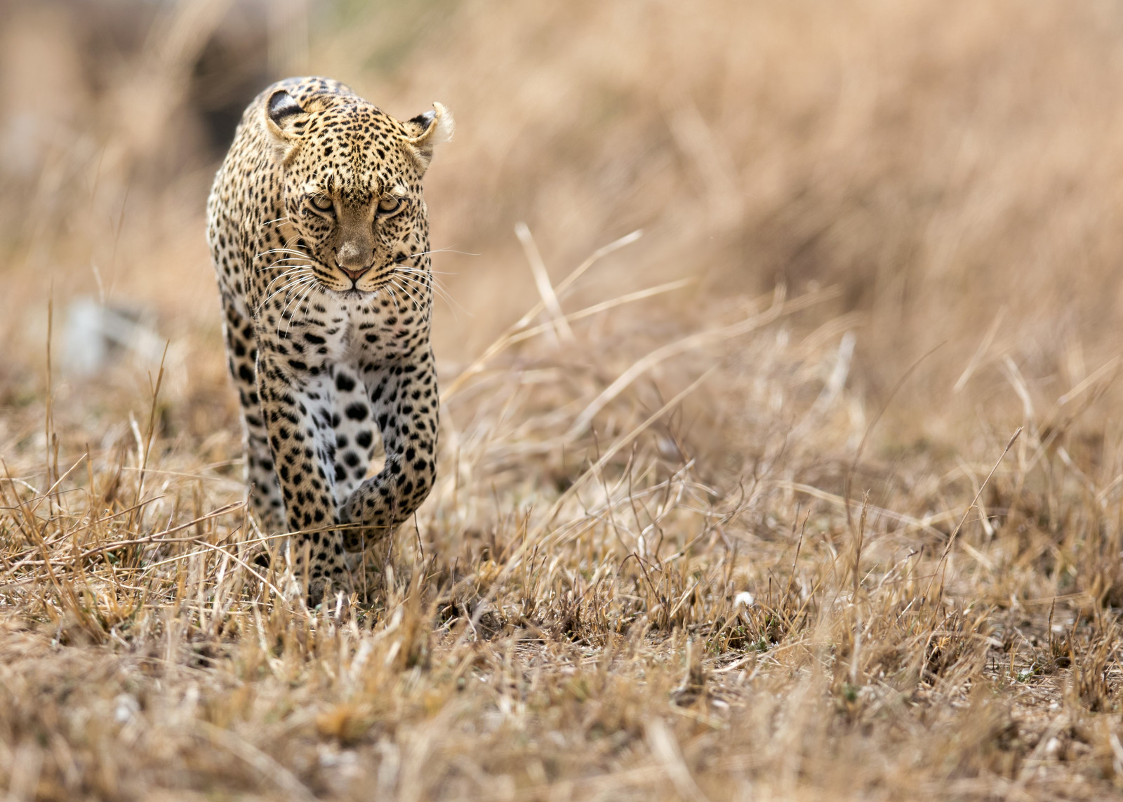Bakgrundsbilder : vilda djur och växter, stora katter, gepard, leopard ...