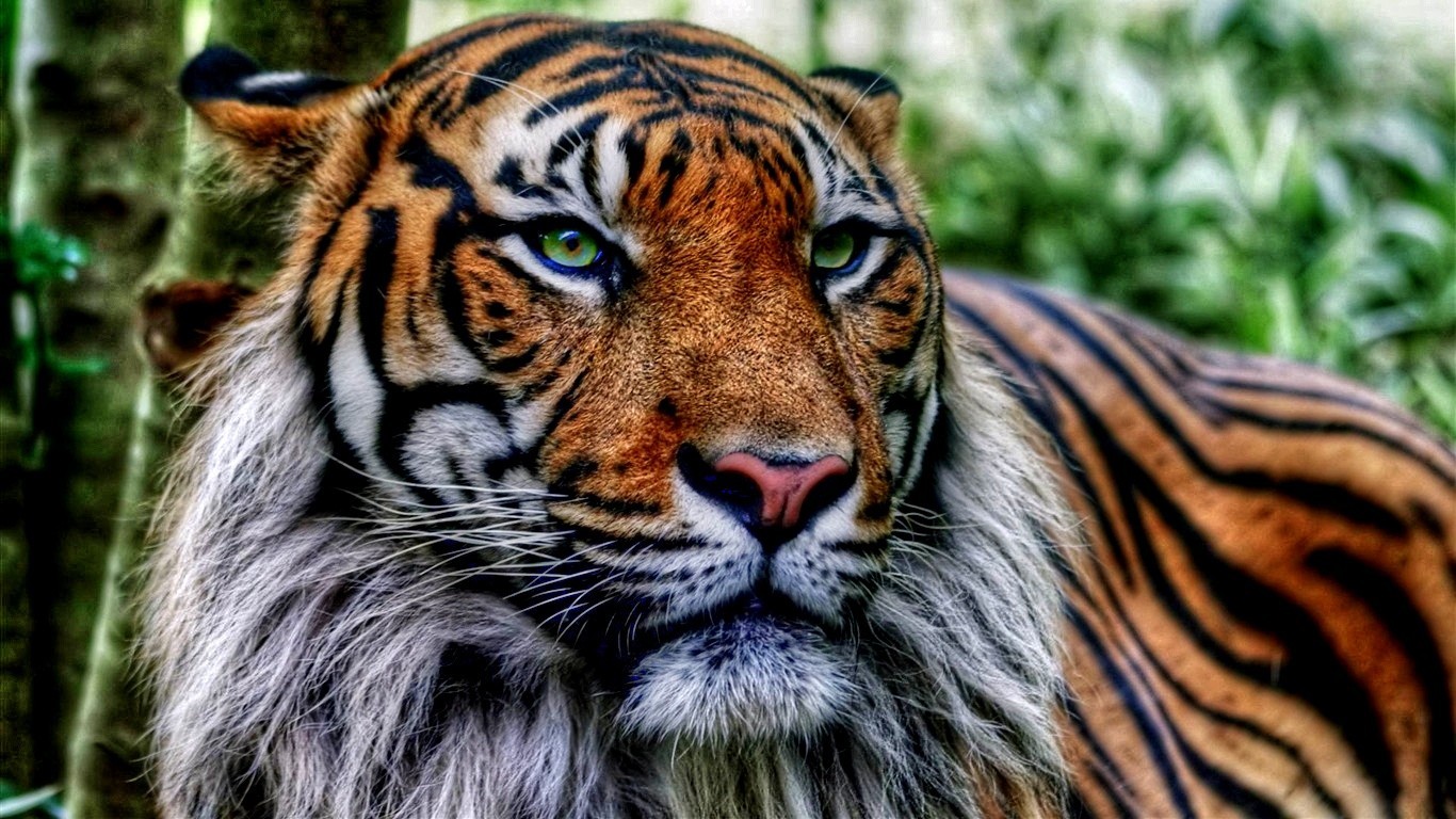 Images Of Animals Tiger