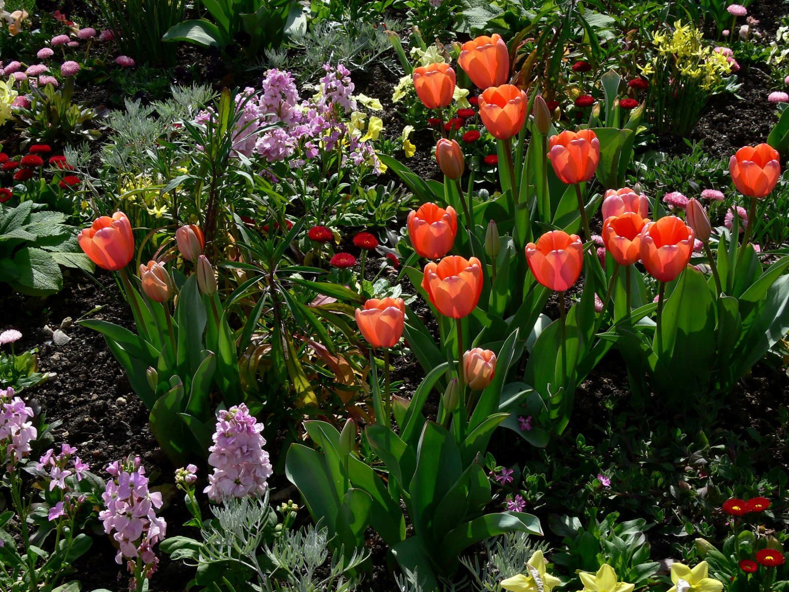 Sfondi : tulipani, giacinti, letto di fiori, primavera 2400x1800 ...