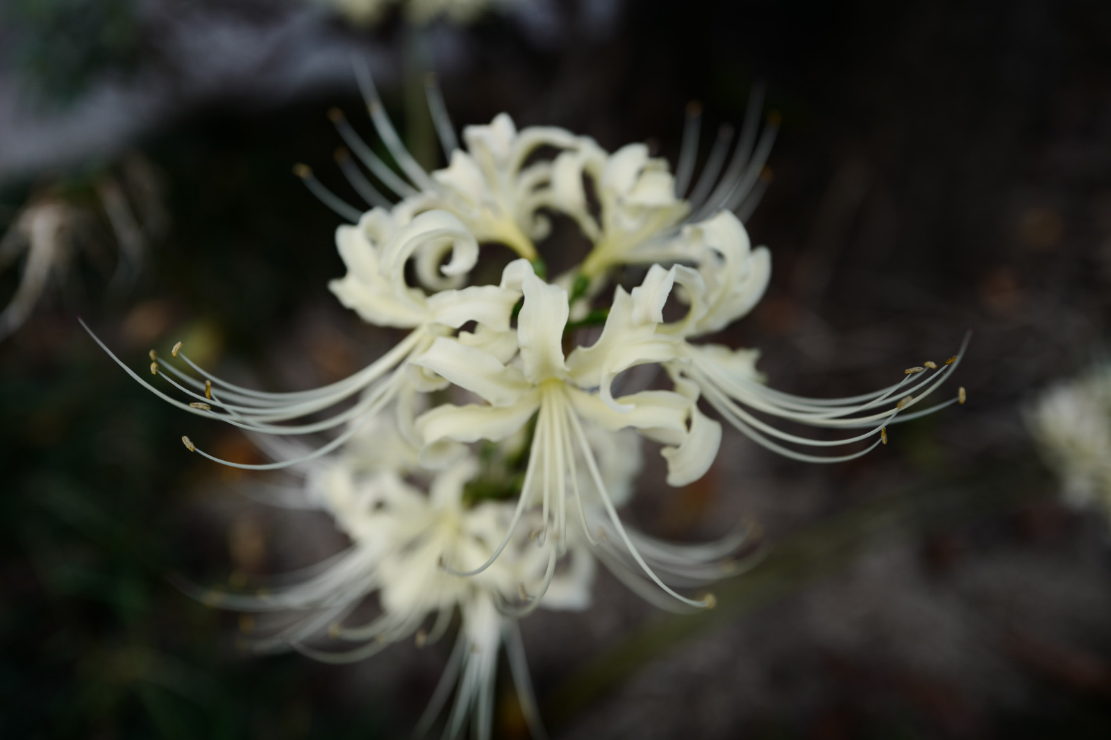 Wallpaper : Japan, blossom, Tokyo, Jp, leaf, flower, clusteramaryllis ...