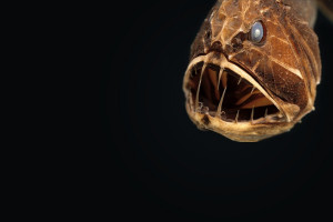 Wallpaper : 1920x1200 px, Anglerfish, creepy, dark, fangs, fish ...