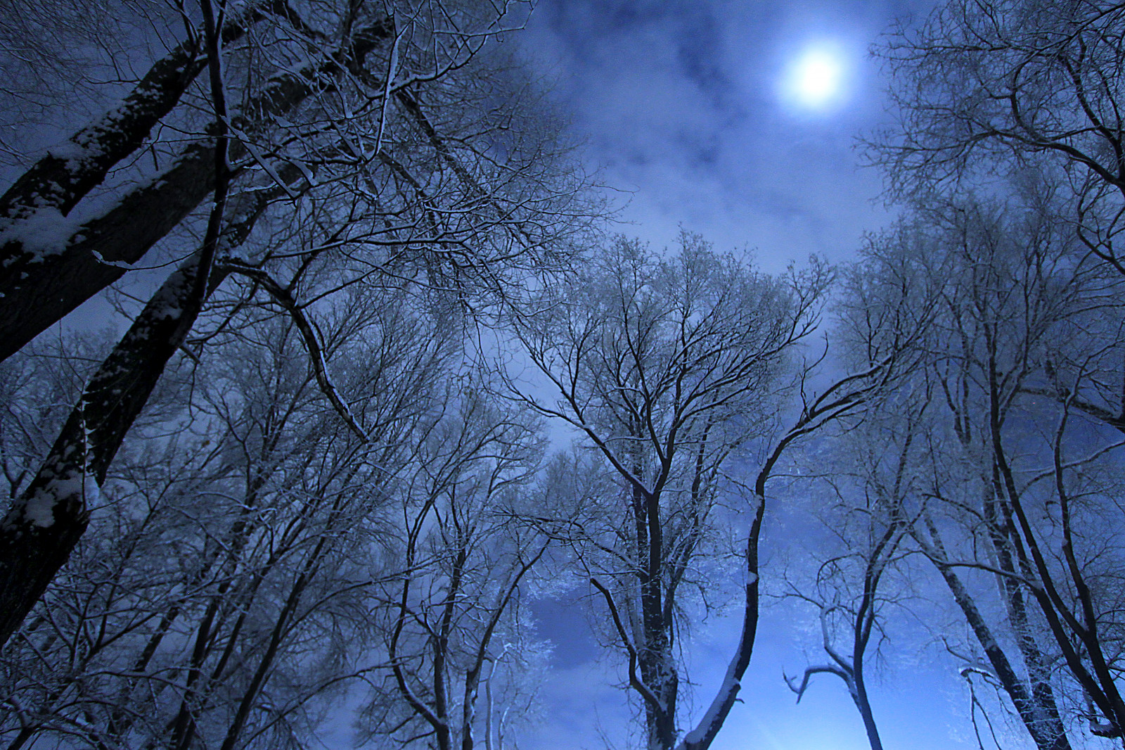 Moon In Winter Trees Full Moon Over Trees In Winter Free Stock Photo