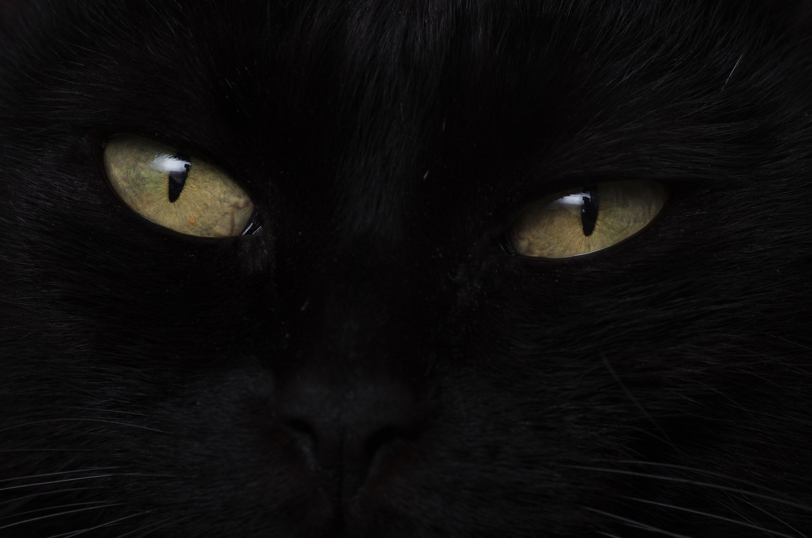 Fond d'écran : chat, Monochrome, les yeux, Macro, nez, bikini ...