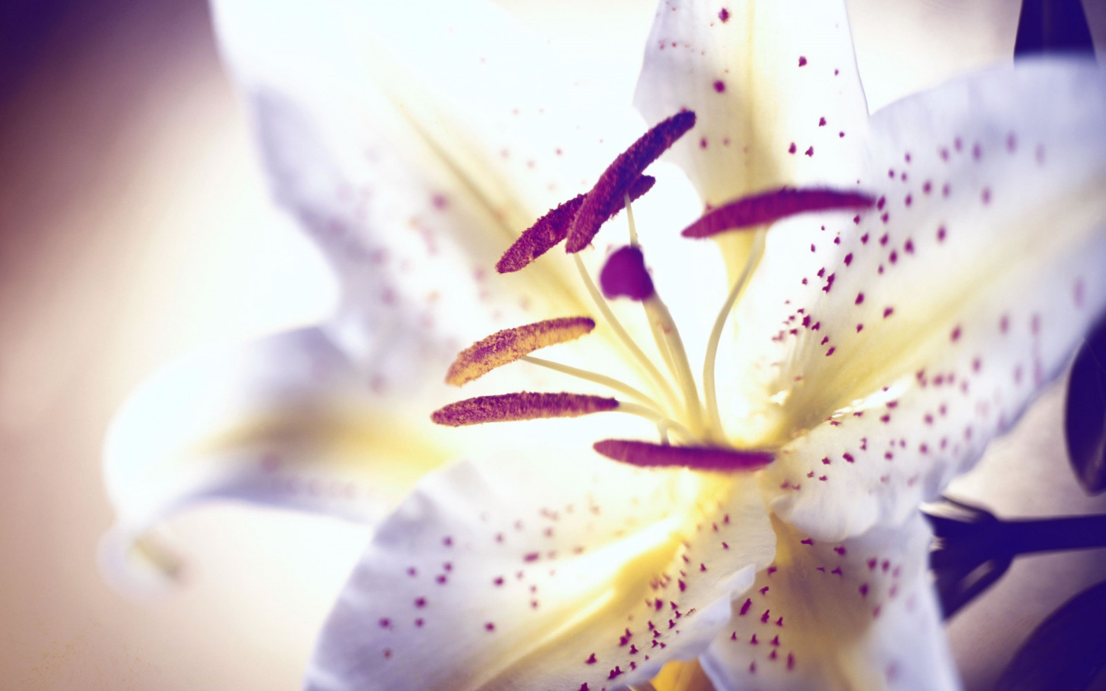 Wallpaper : ily, bunga, putik, poin 2560x1600 - goodfon - 736050 - HD ...