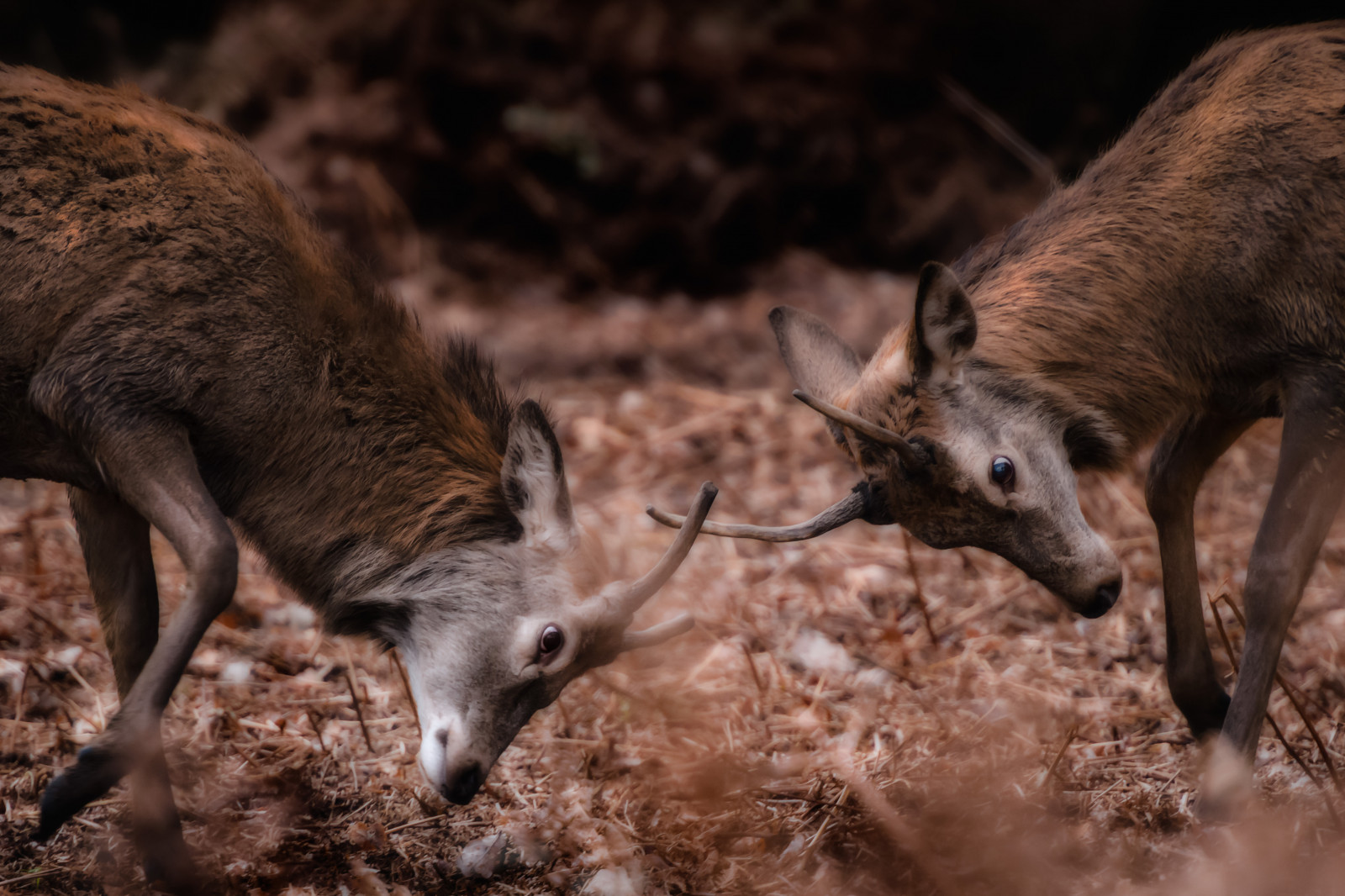 Baggrunde : London, hjort, horn, dyreliv, kampene, rensdyr, nikond800 ...