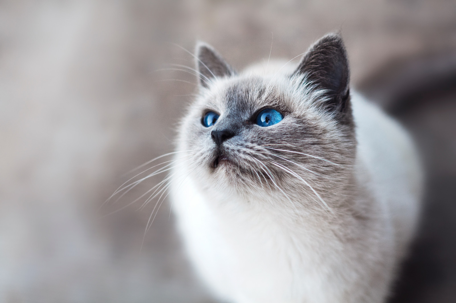 Wallpaper : cat, blue eyed, look 5184x3456 - wallup - 1226789 - HD ...