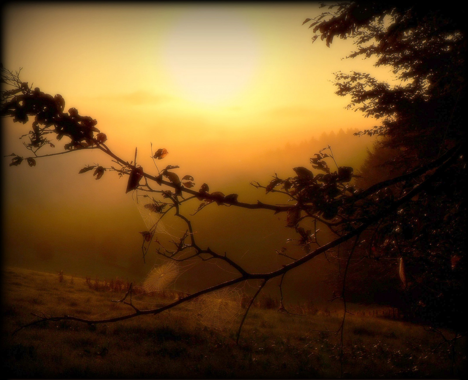 Bakrunner : sollys, solnedgang, natur, himmel, gren, soloppgang, gul ...