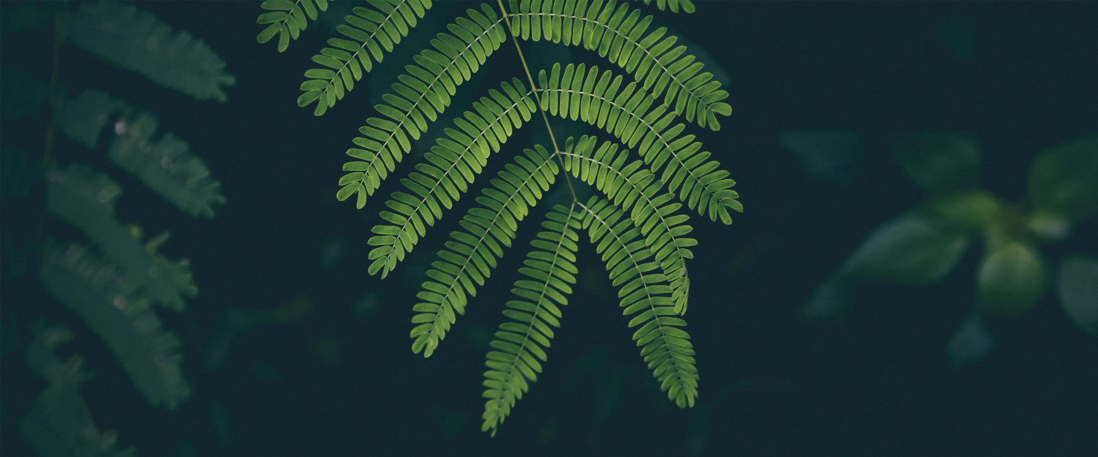 Fondos de pantalla : hojas, naturaleza, Plantas 3840x1600 - cAAt ...