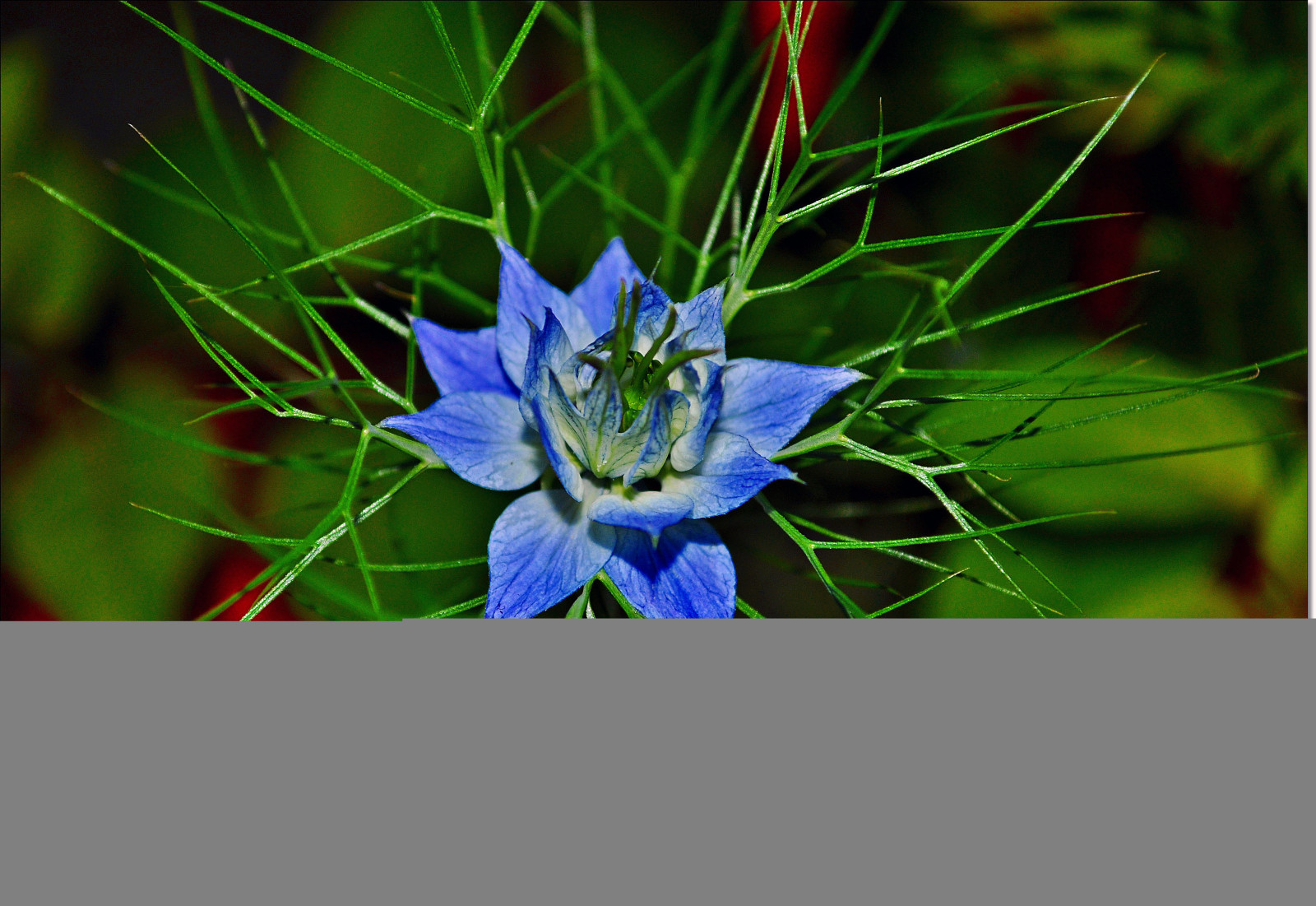 Imagini de fundal : verde, albastru, vară, 2011, floare, plantă ...