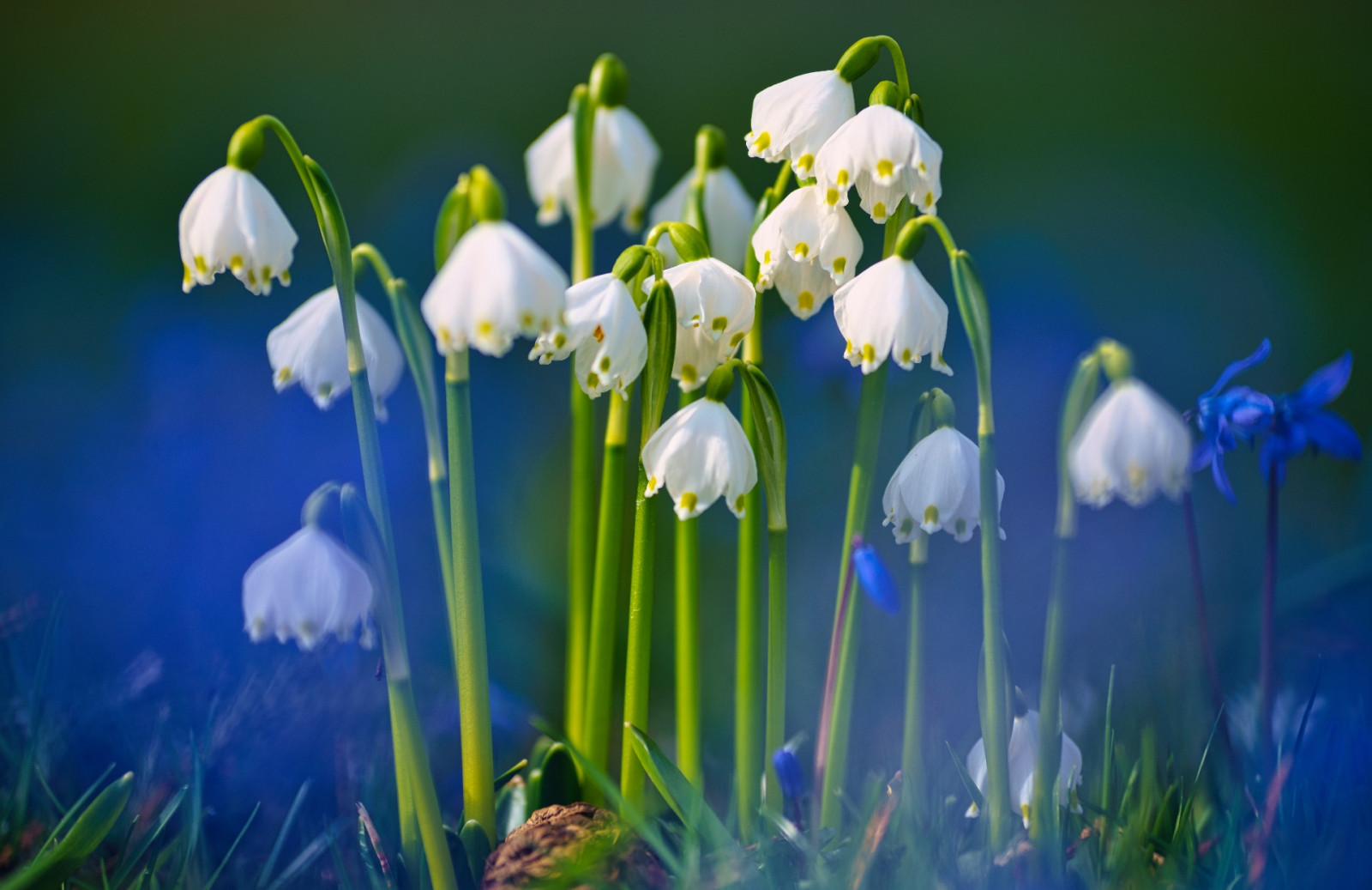 Masaüstü : renkli, Çiçekler, Bitkiler, Beyaz çiçekler 1920x1245 ...