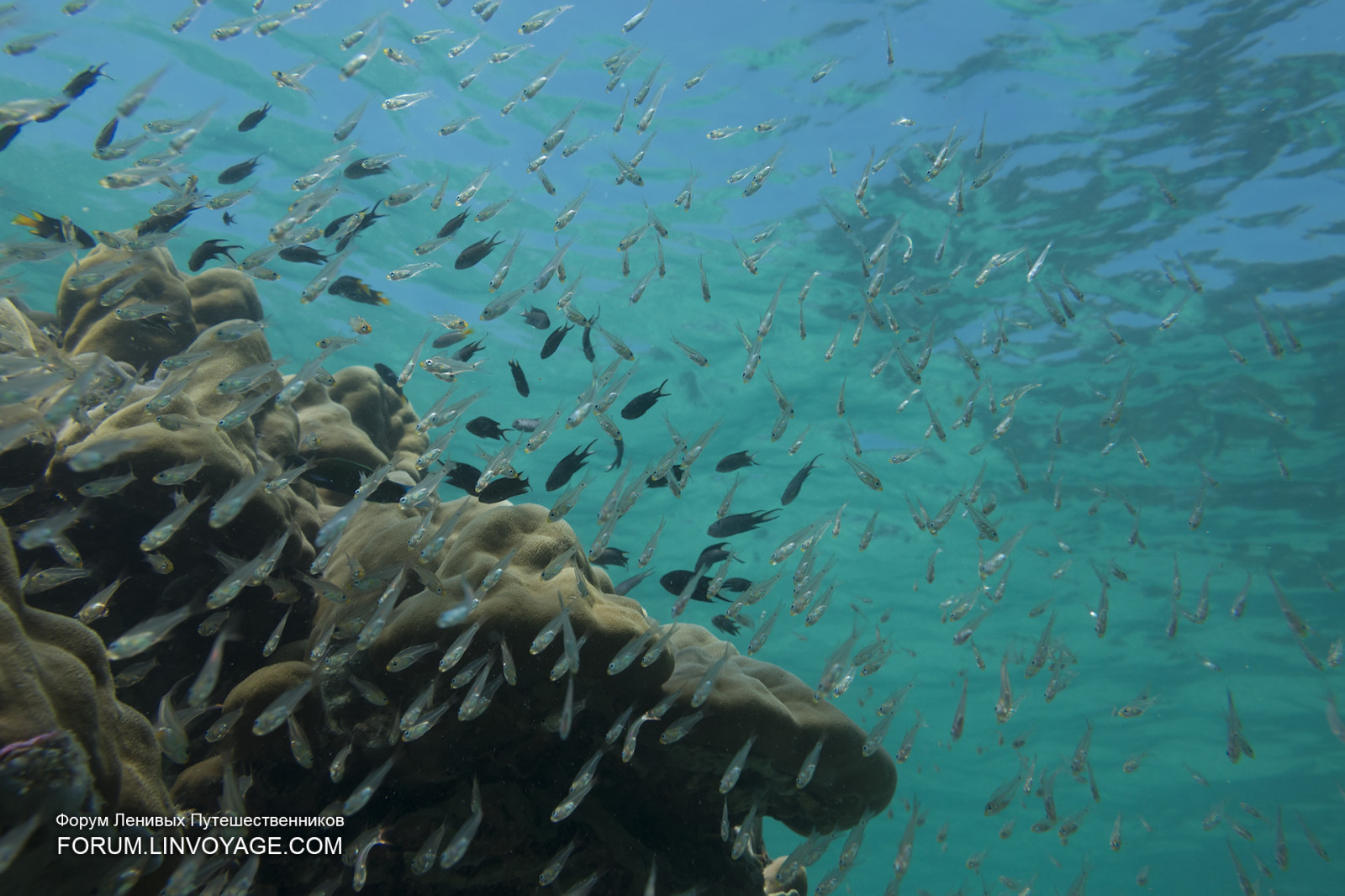 Wallpaper : sports, sea, water, green, blue, underwater, island ...