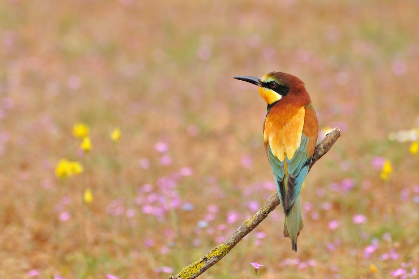 Wallpaper : poultry, bee eater, golden bee eater, flowers 1920x1280 ...