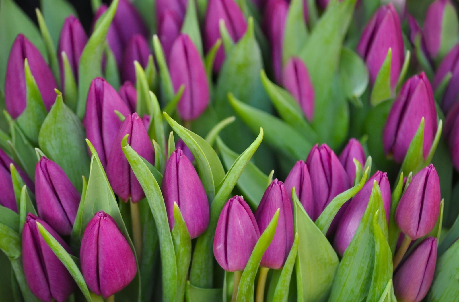 Sfondi : tulipani, fiori, gemme, viola, fiore, verde 4280x2820 ...