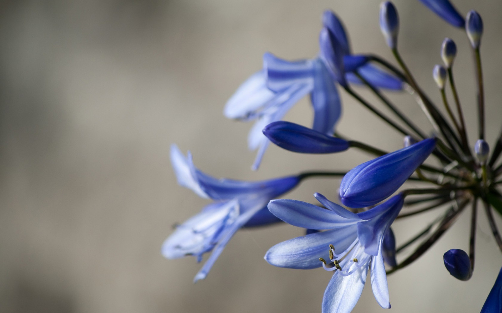 Wallpaper : 1680x1050 px, blue flowers, lilies, macro 1680x1050 ...