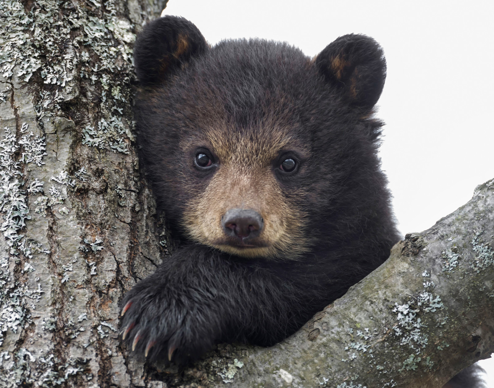 Sfondi : orso, cucciolo, occhi, museruola 2048x1609 - - 1001305 ...