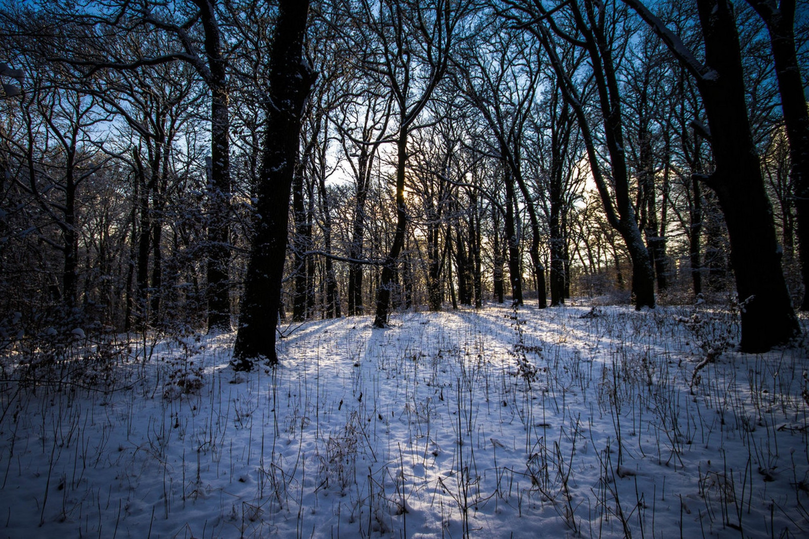 Wallpaper Sunlight Landscape Forest Nature Reflection Snow
